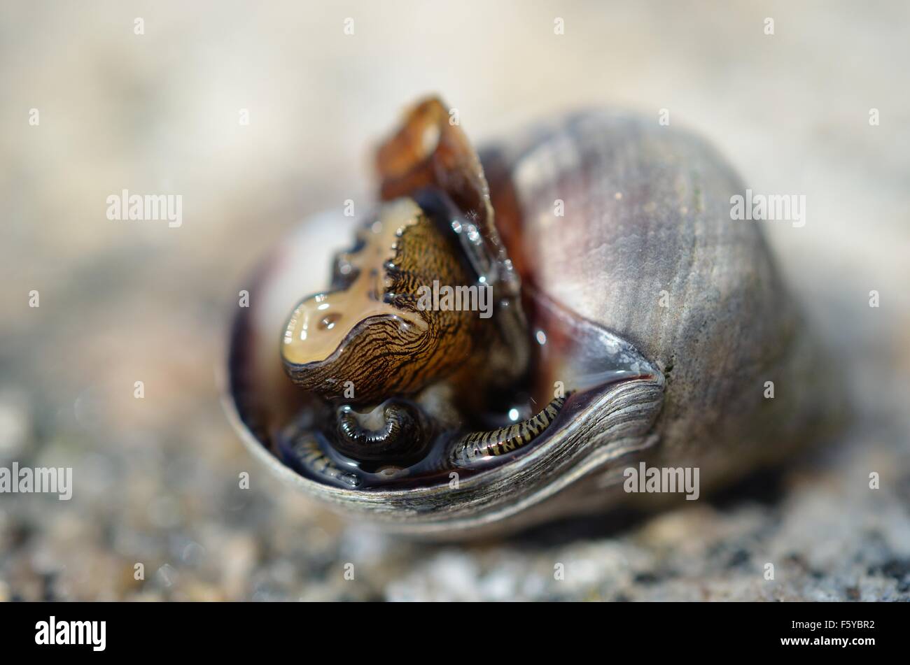 Snail scale hi-res stock photography and images - Alamy