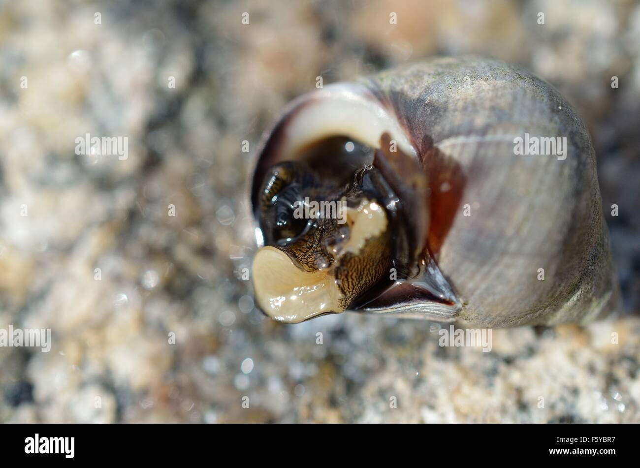 small snail coming out from its snailhouse on a sea shore rock in ...