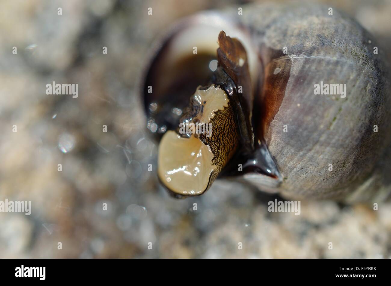 Snail scale hi-res stock photography and images - Alamy
