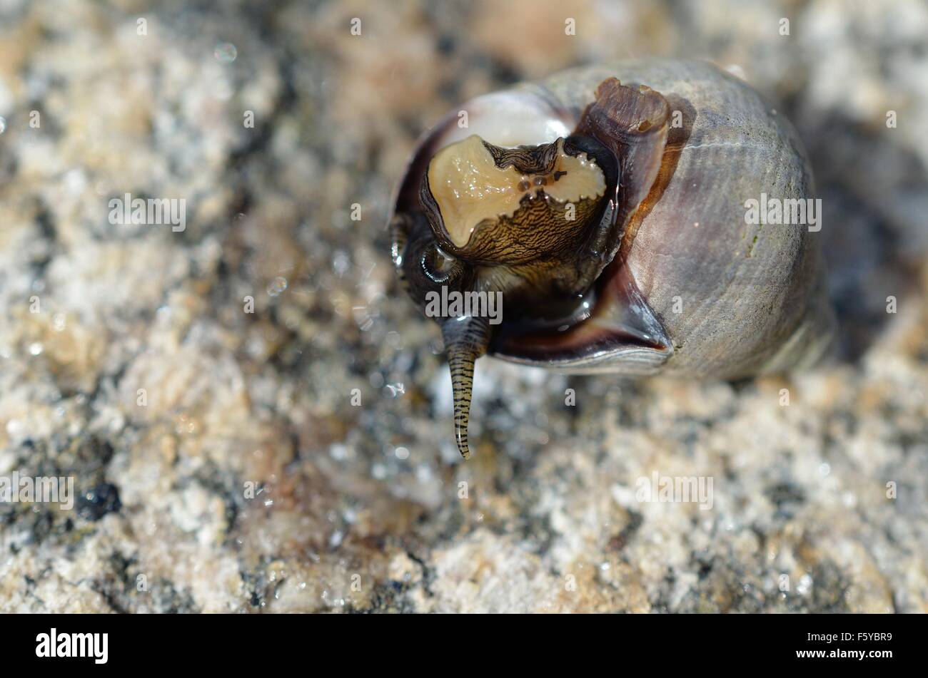 small snail coming out from its snailhouse on a sea shore rock in ...