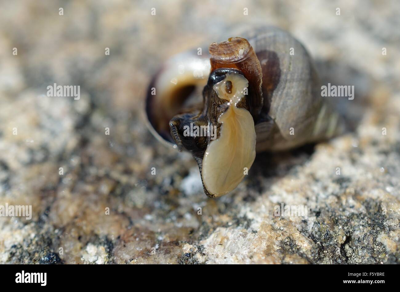 small snail coming out from its snailhouse on a sea shore rock in ...
