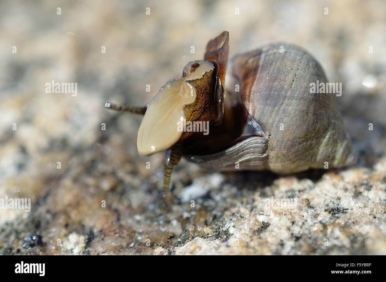 small snail coming out from its snailhouse on a sea shore rock in ...