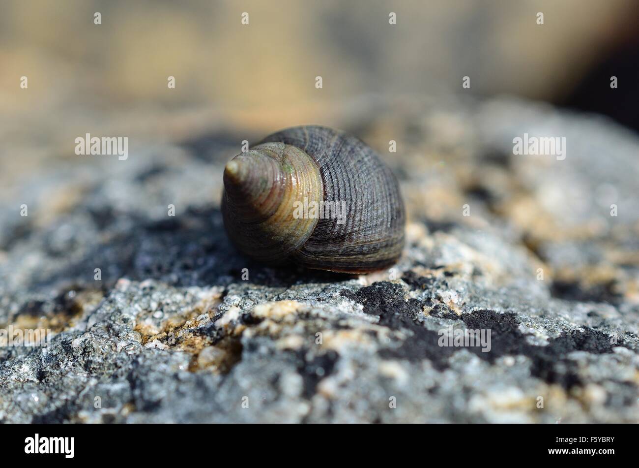 small snail house resting on sea shore rock in summer sunshine macro ...
