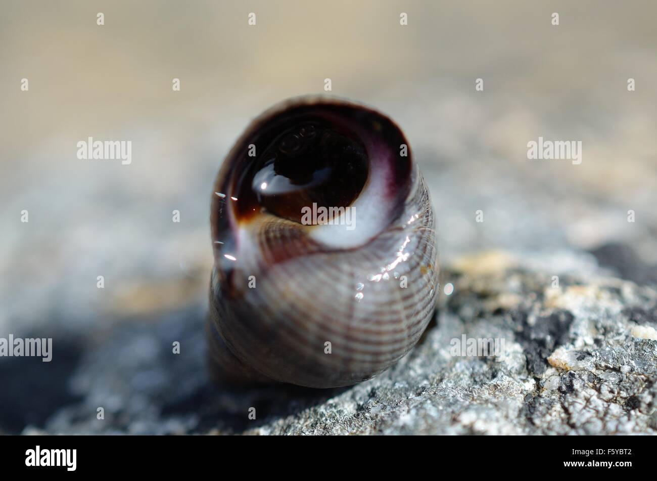 small snail house resting on sea shore rock in summer sunshine macro ...
