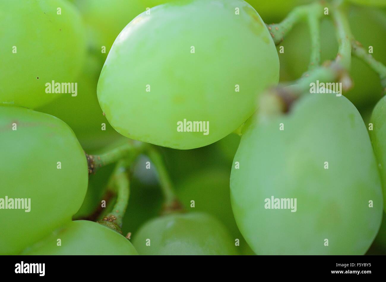 Green grapes macro photo hi-res stock photography and images - Alamy