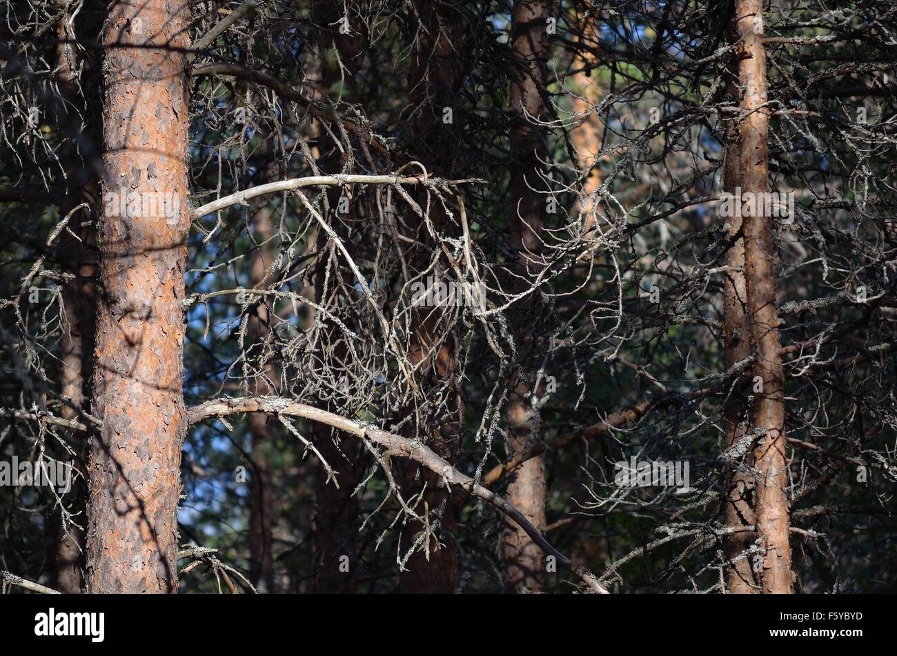 eerie old dying pine tree forest Stock Photo - Alamy