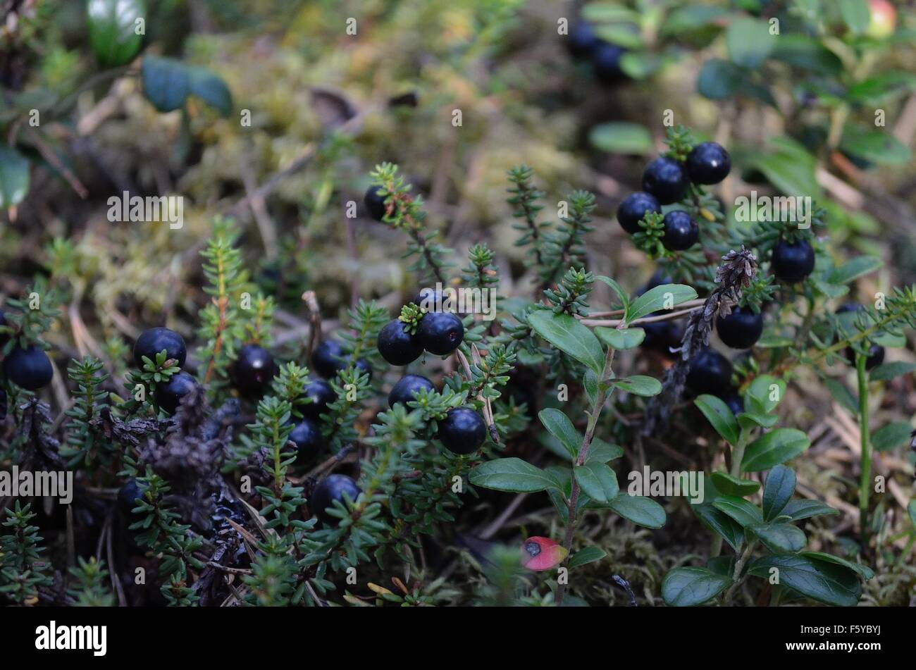 small black crow berries in summer nature Stock Photo - Alamy