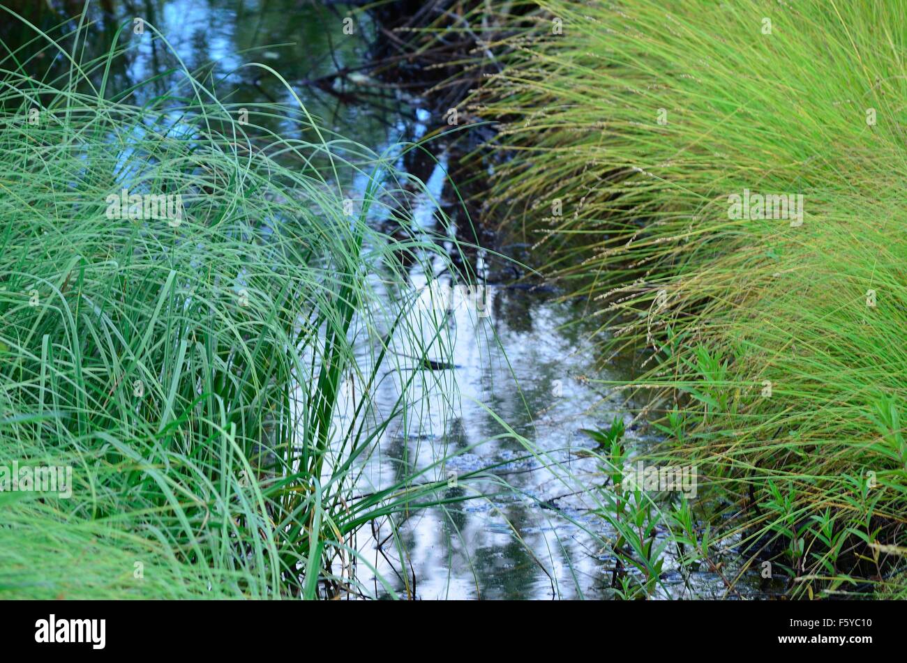 long drainage ditch canal in summer surrounded by thick and long green ...