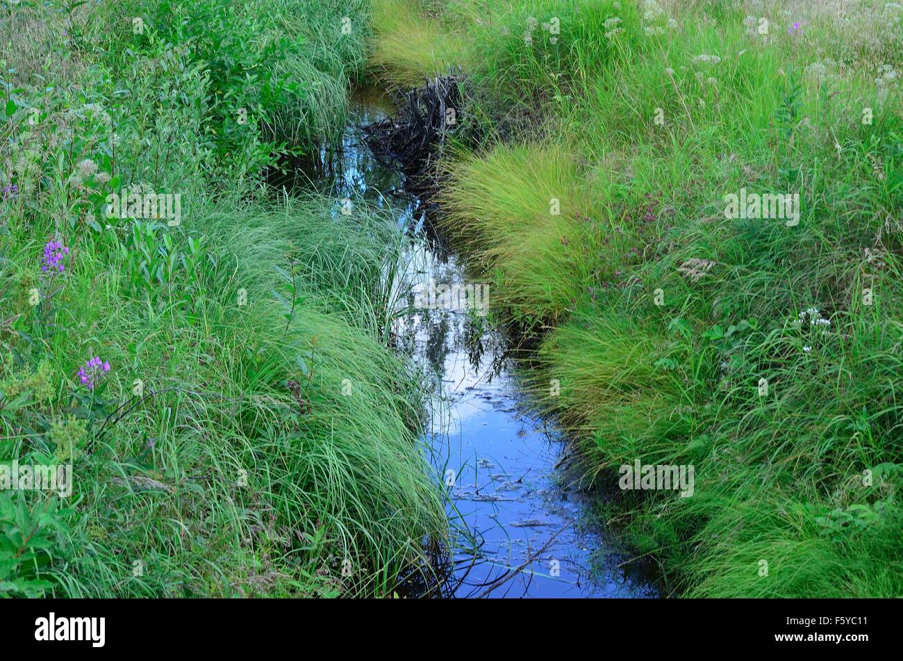 long drainage ditch canal in summer surrounded by thick and long green ...