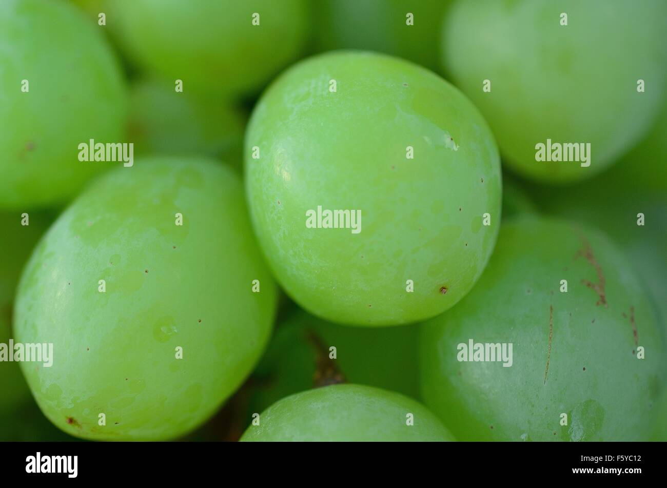 green grapes macro photo Stock Photo - Alamy