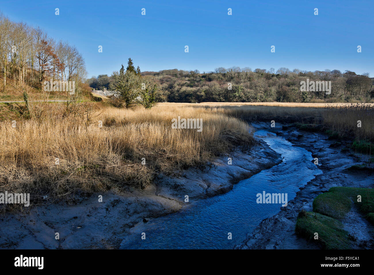 Cotehele; River Tamar Tributary Cornwall; UK Stock Photo - Alamy