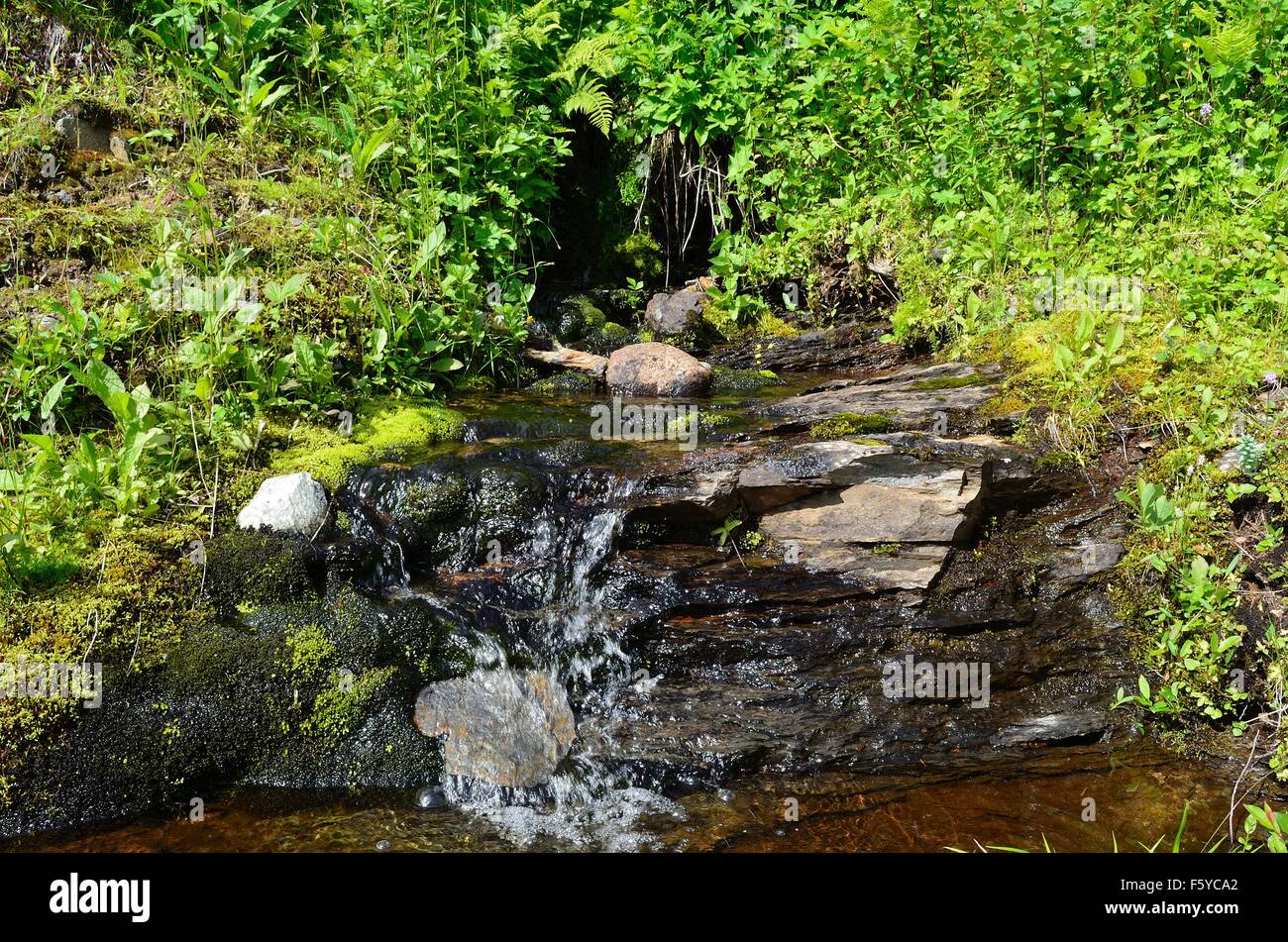clean fresh mountain water emerging from mossy rock side in summer ...