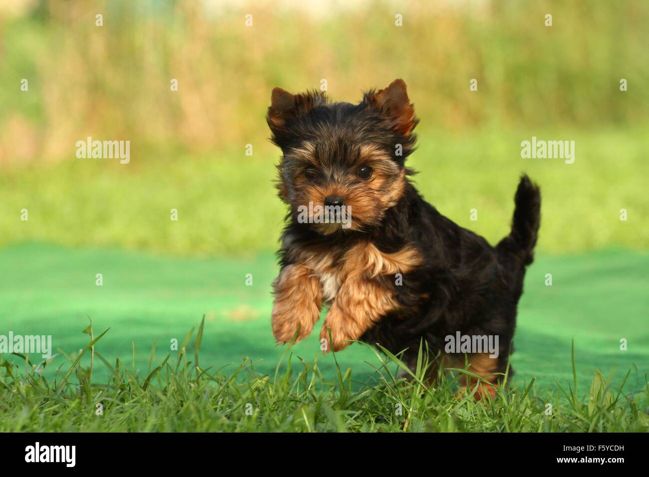 running Yorkshire Terrier Puppy Stock Photo - Alamy