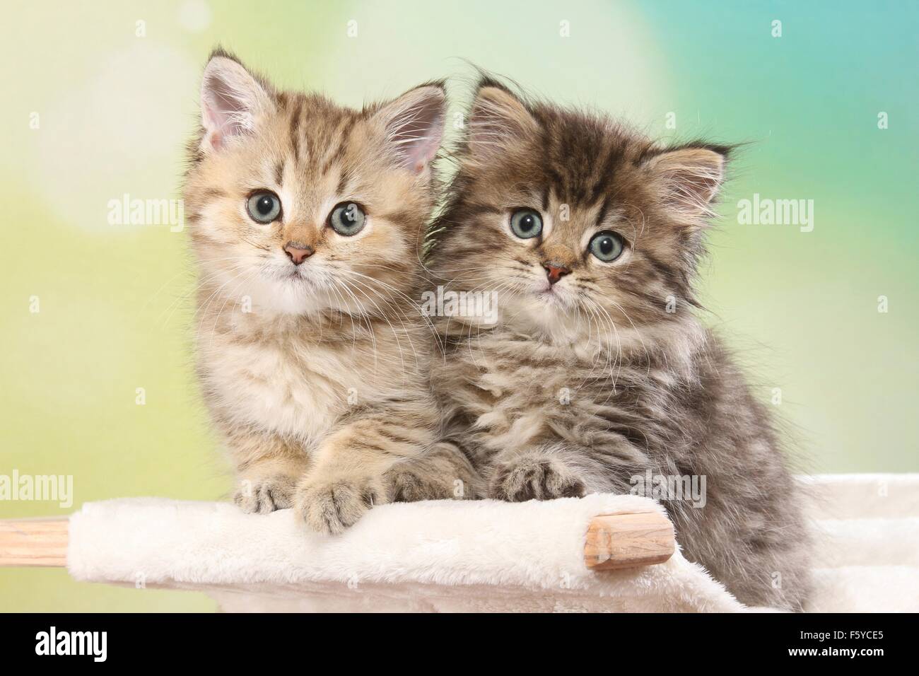 British Shorthair and Highlander Kitten Stock Photo - Alamy