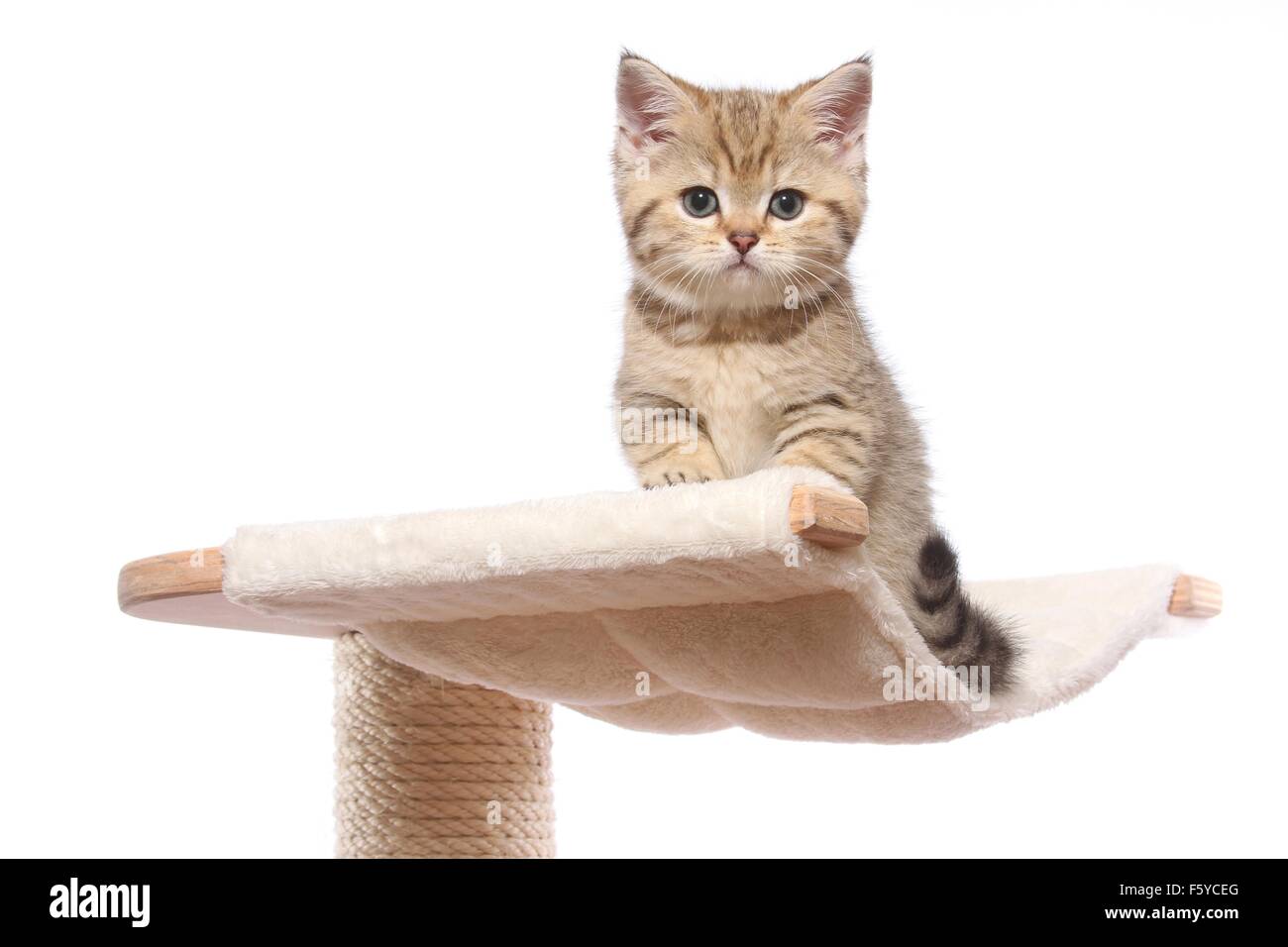 British trees trees Cut Out Stock Images & Pictures - Alamy