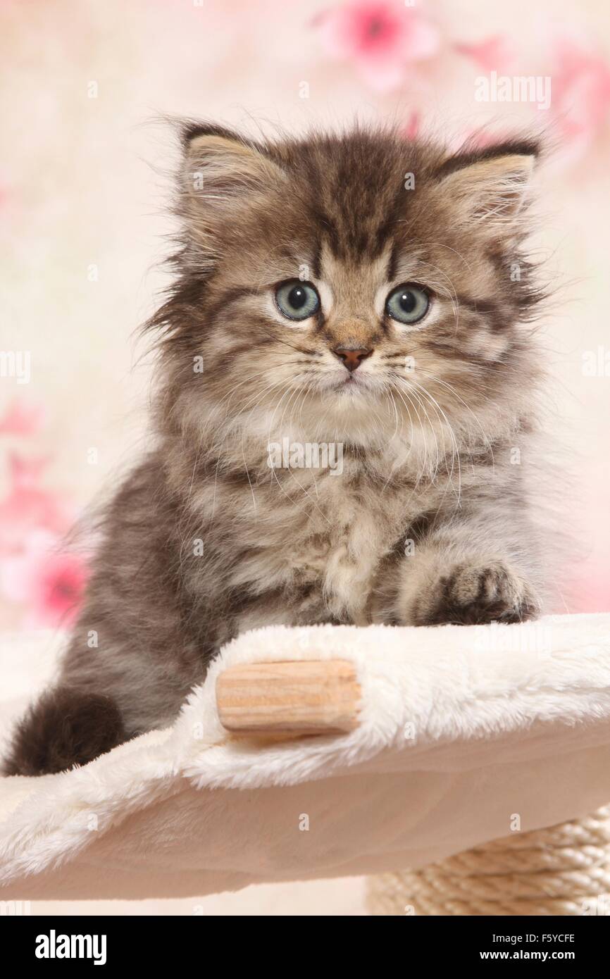sitting Highlander Kitten Stock Photo - Alamy