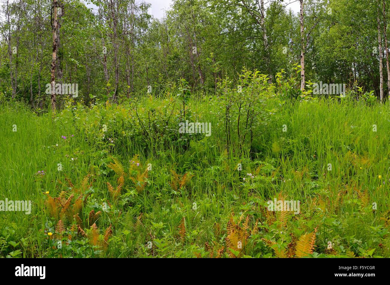 green summer forest and nature foliage Stock Photo - Alamy