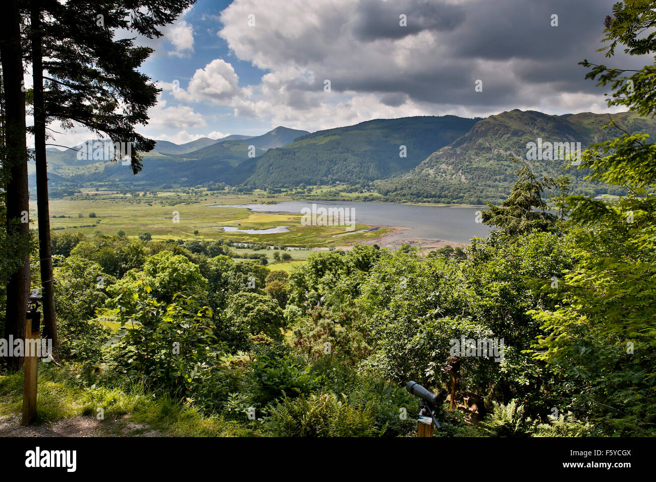 Dodd Wood Cumbria High Resolution Stock Photography and Images - Alamy