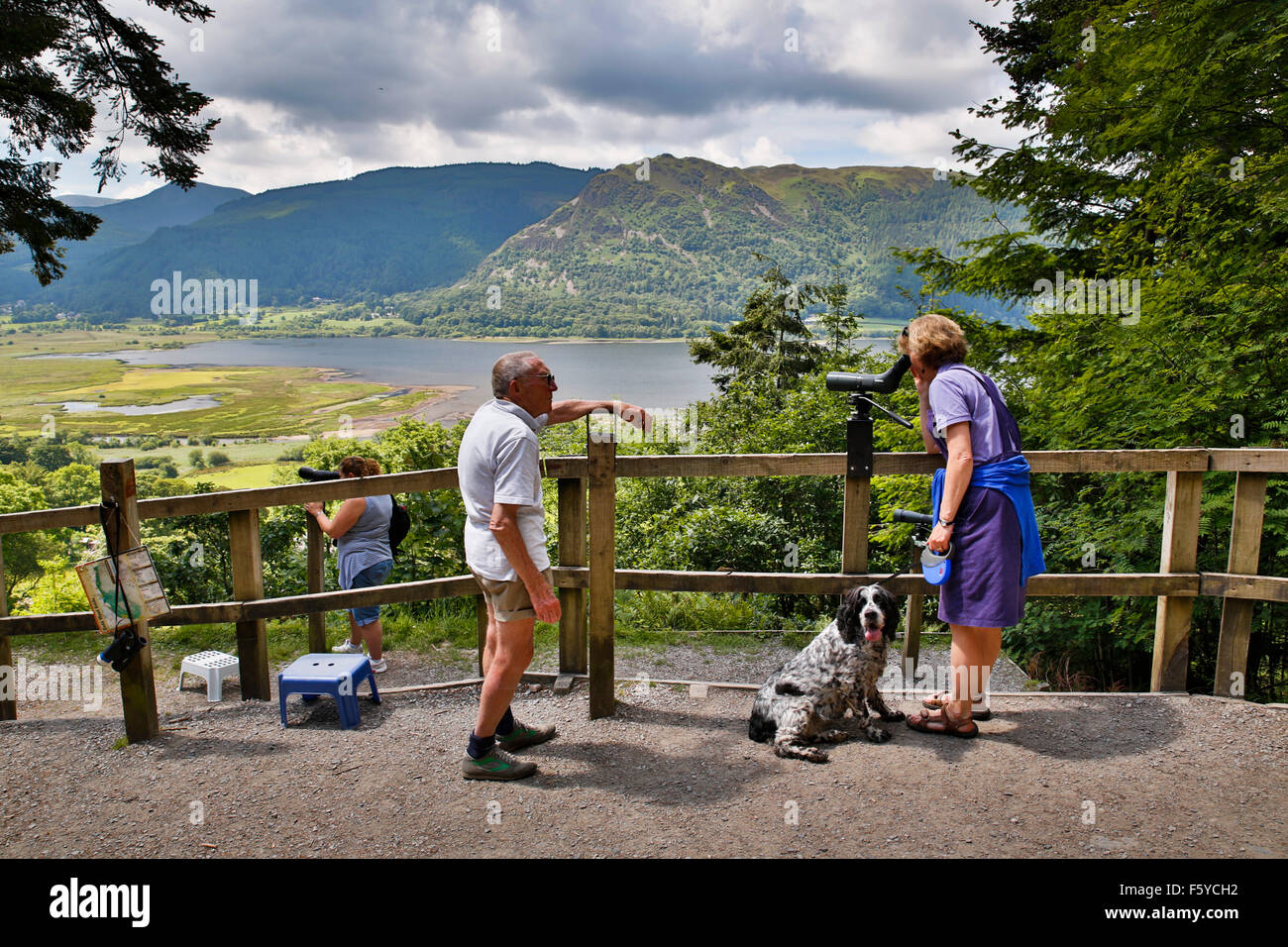 Dodd Wood; Osprey View Point; Bassenthwaite; Cumbria; UK Stock Photo ...