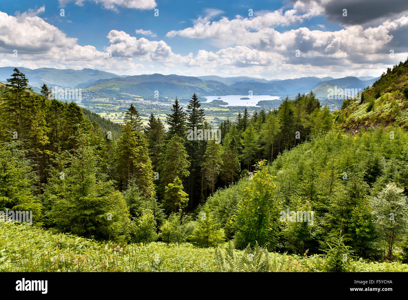 Dodd wood cumbria hi-res stock photography and images - Alamy