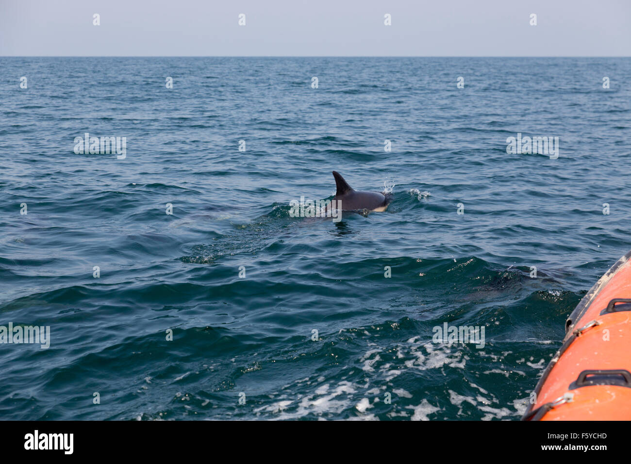 Dolphin Watching Off Cornwall; UK Stock Photo - Alamy