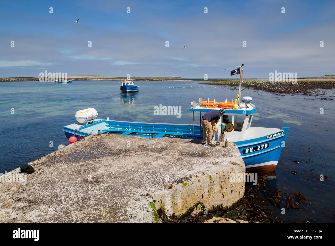 Inner Farne Island Northumberland; UK Stock Photo - Alamy