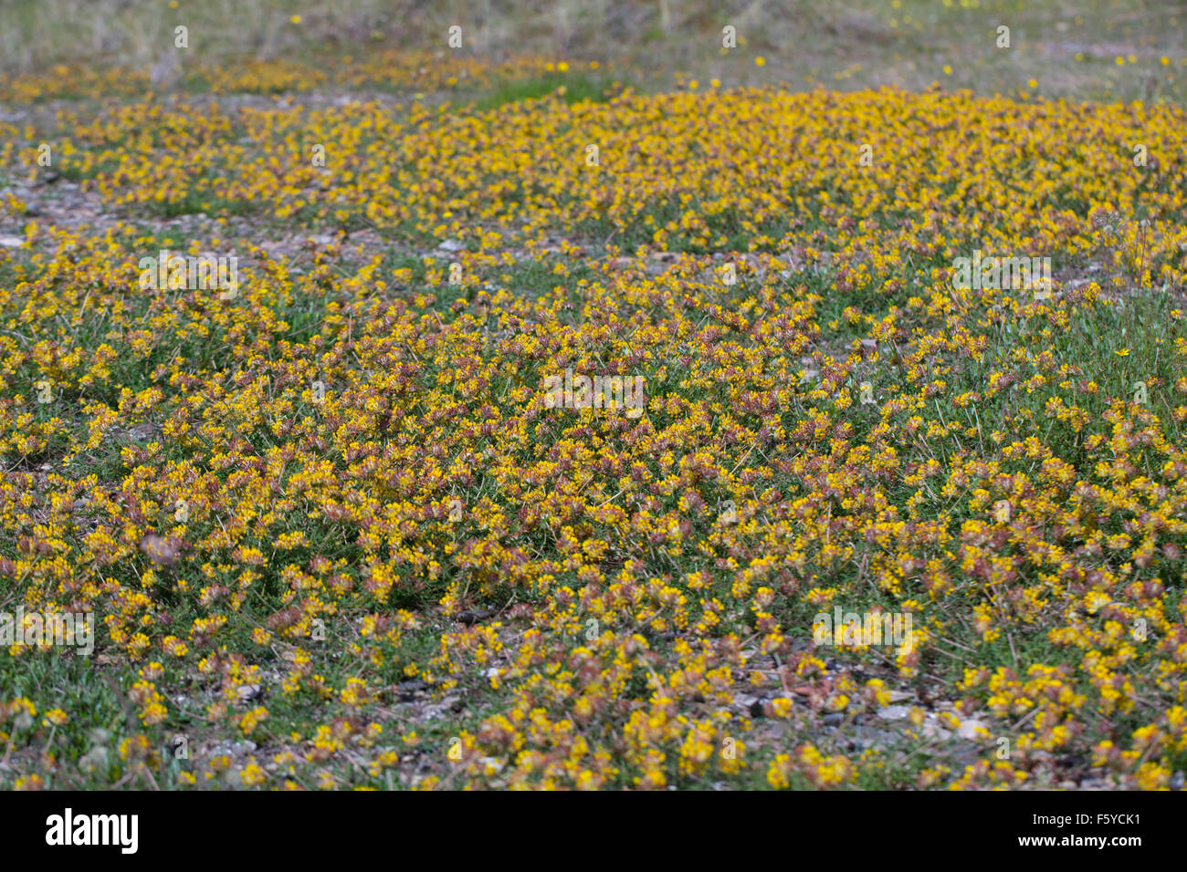 Kidney Vetch; Anthyllis vulneraria Northumberland; UK Stock Photo - Alamy