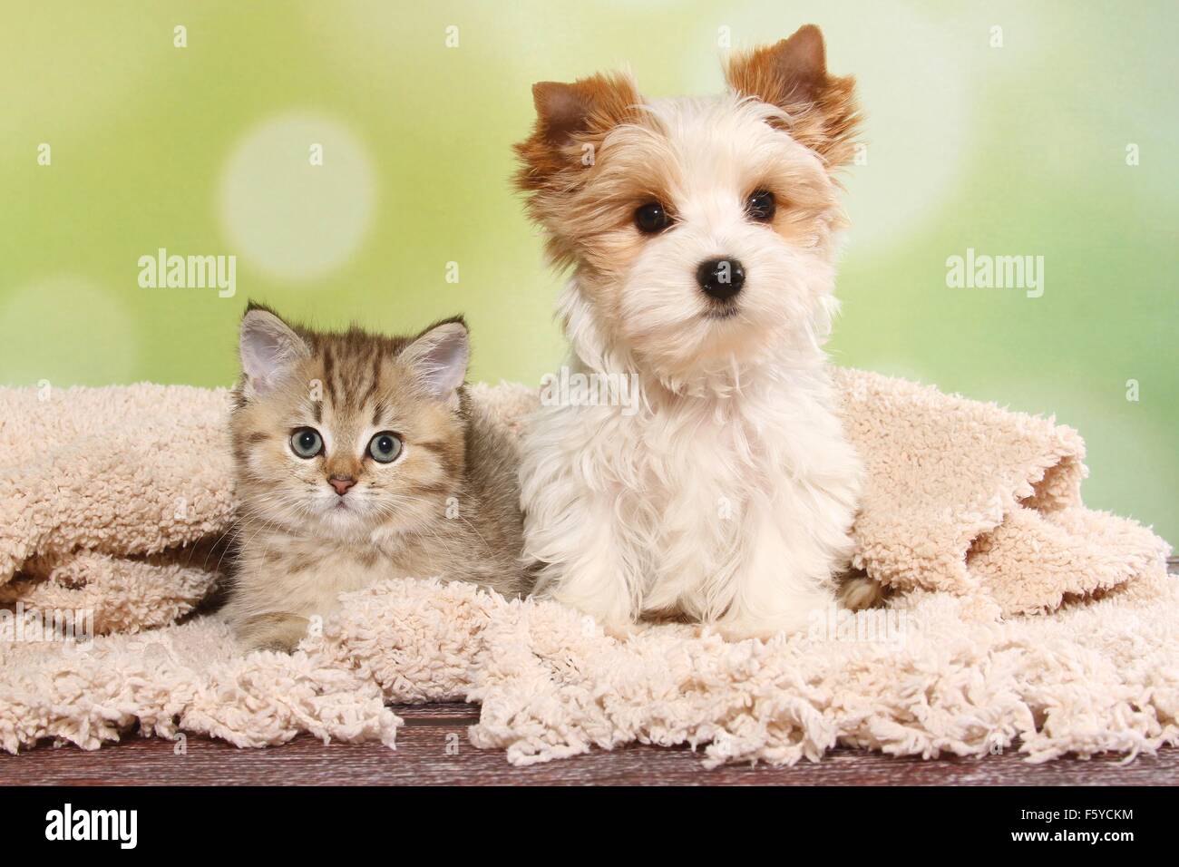 Yorkshire Terrier Puppy and British Shorthair Kitten Stock Photo - Alamy