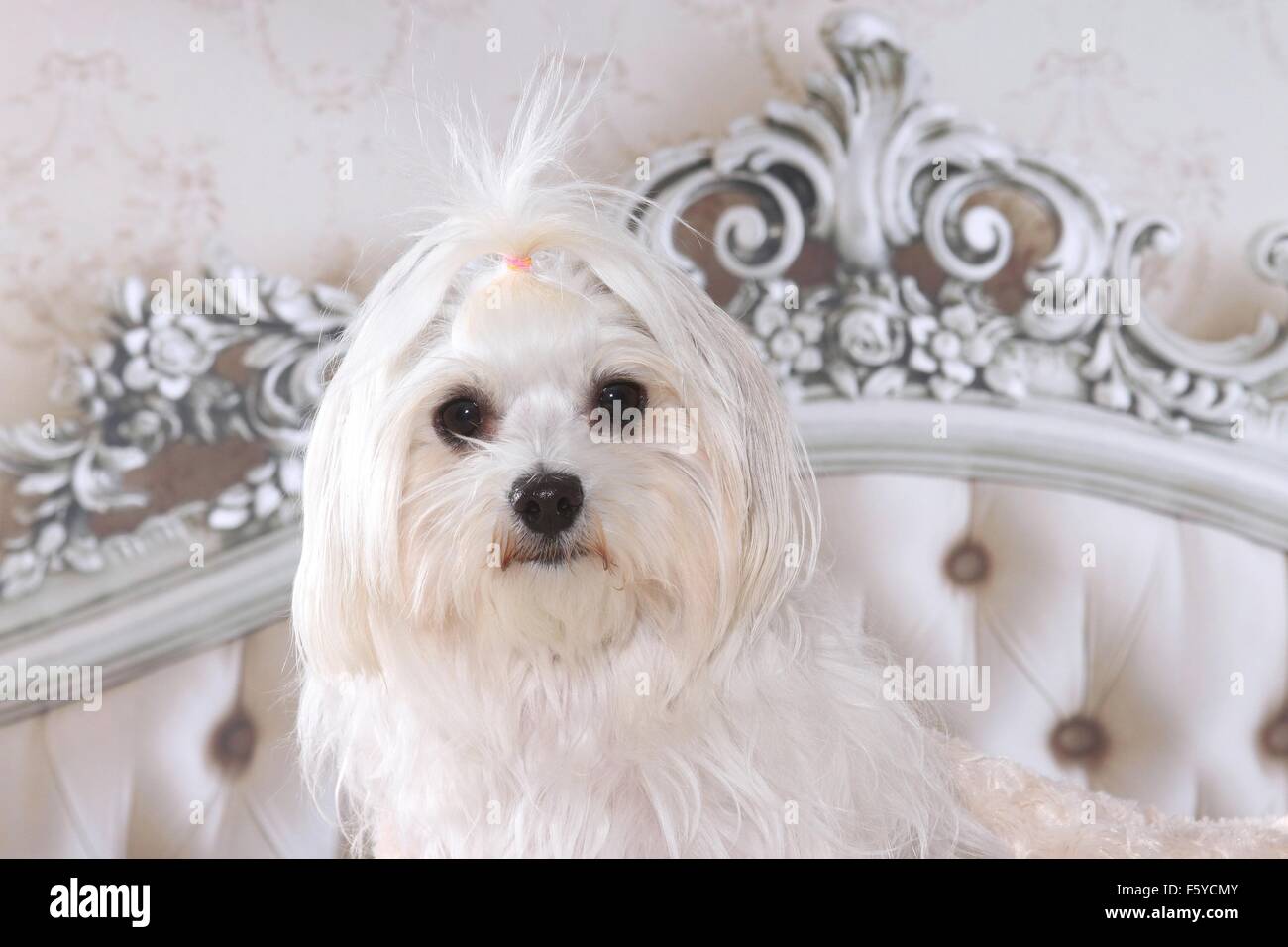Maltese breed dog hi-res stock photography and images - Alamy
