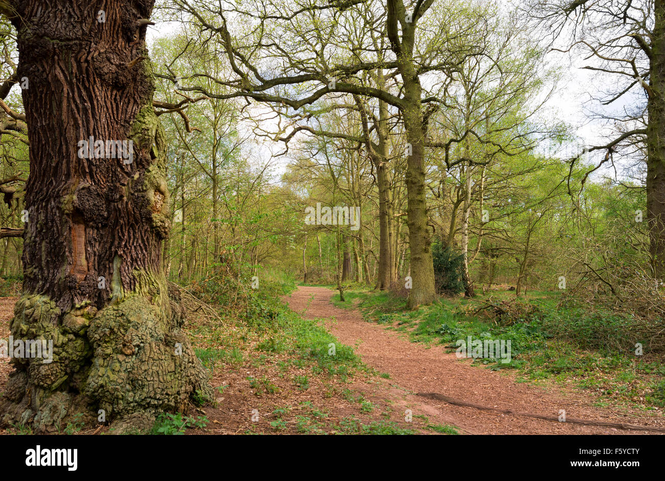 Nottingham Forest, Robin Hood Country, Oak, Great Oak, Nottingham ...