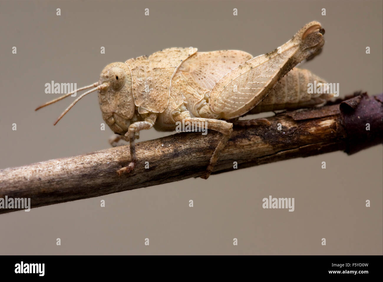 Orthopterous hi-res stock photography and images - Alamy