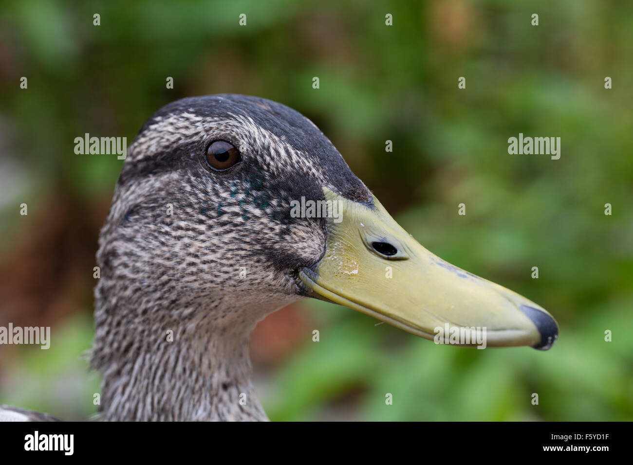 Mallard ‘eclipse’ plumage hi-res stock photography and images - Alamy