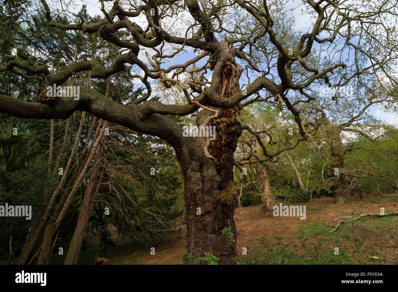 Nottingham Forest, Robin Hood Country, Oak, Great Oak, Nottingham ...