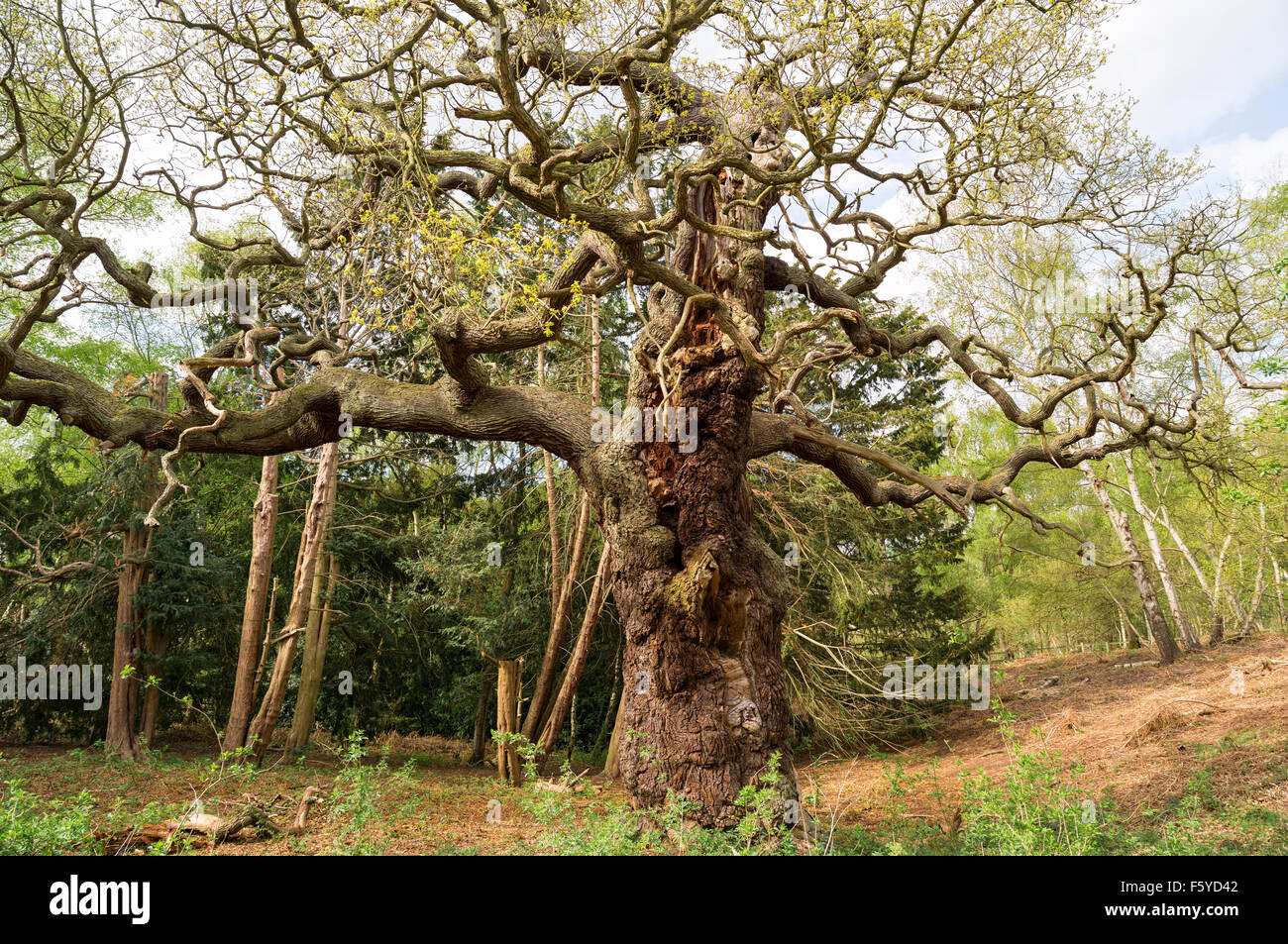 Nottingham Forest, Robin Hood Country, Oak, Great Oak, Nottingham ...