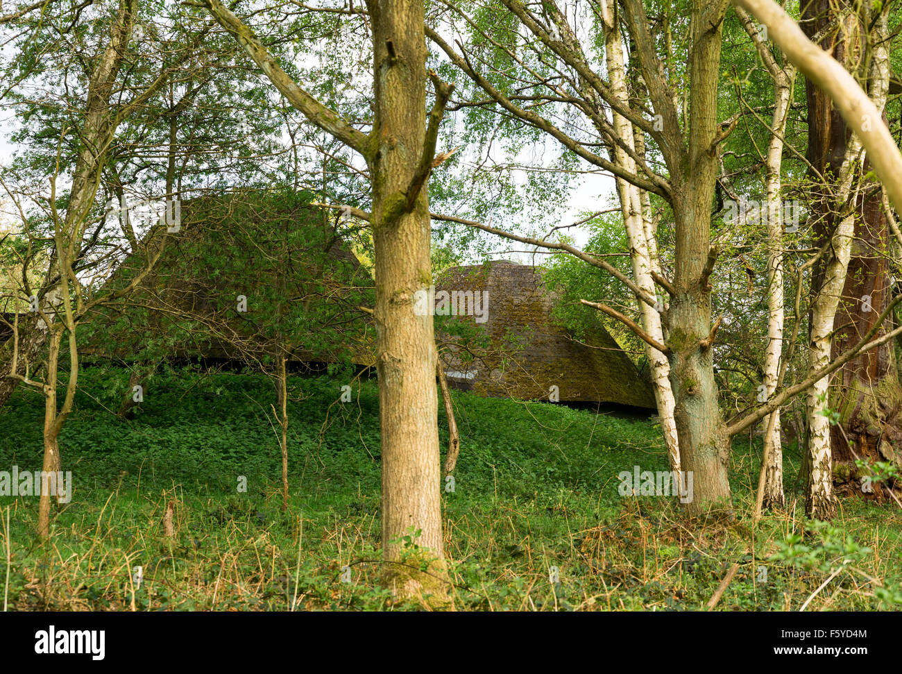 Nottingham Forest, Robin Hood Country, Oak, Great Oak, Nottingham ...