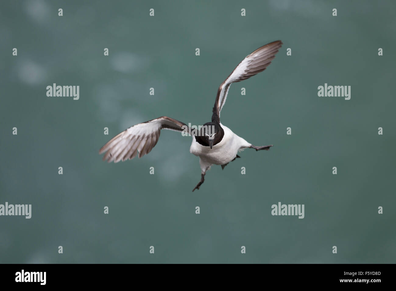 Razorbill in flight hi-res stock photography and images - Alamy