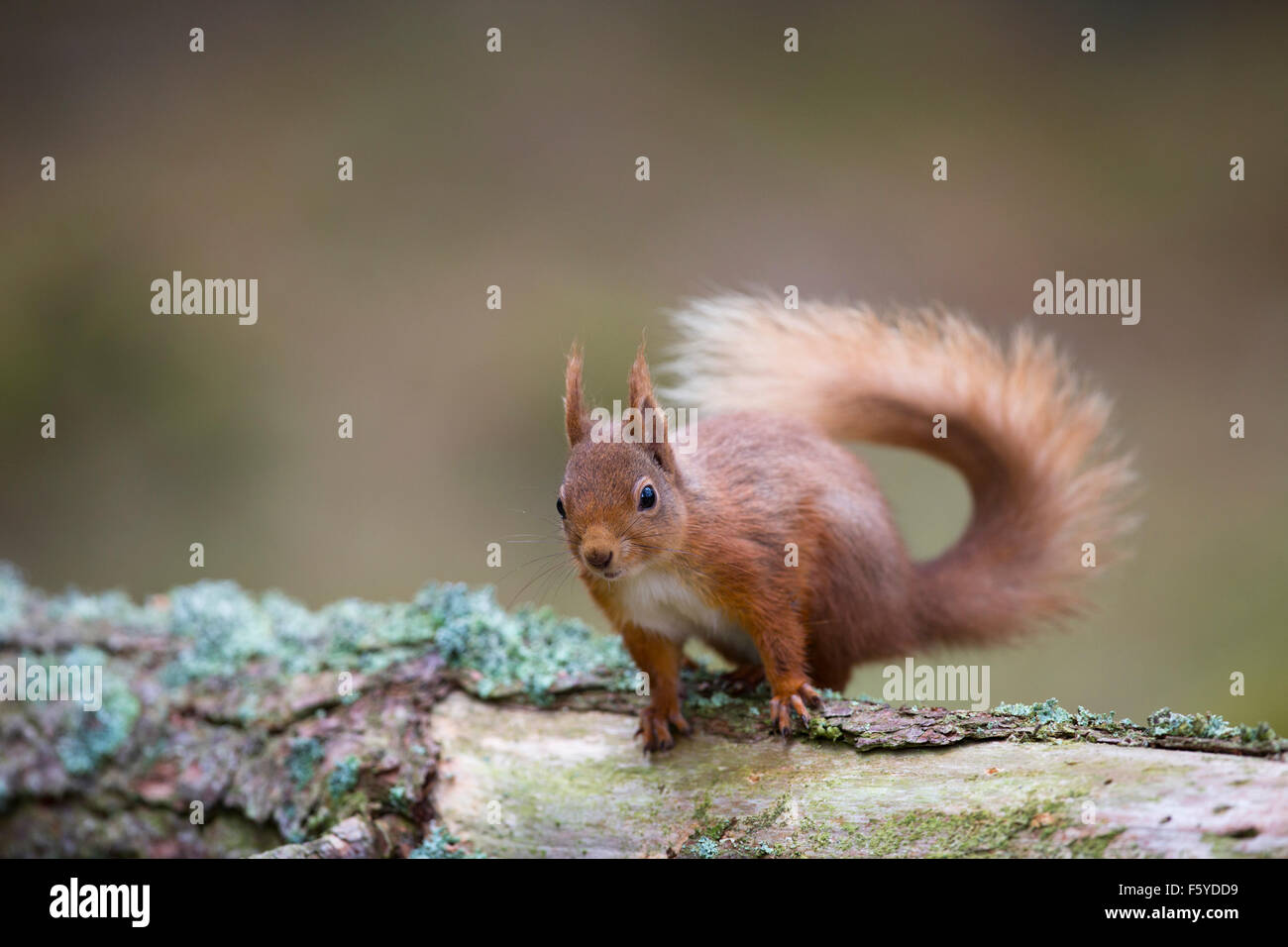 Squirrel log hi-res stock photography and images - Alamy