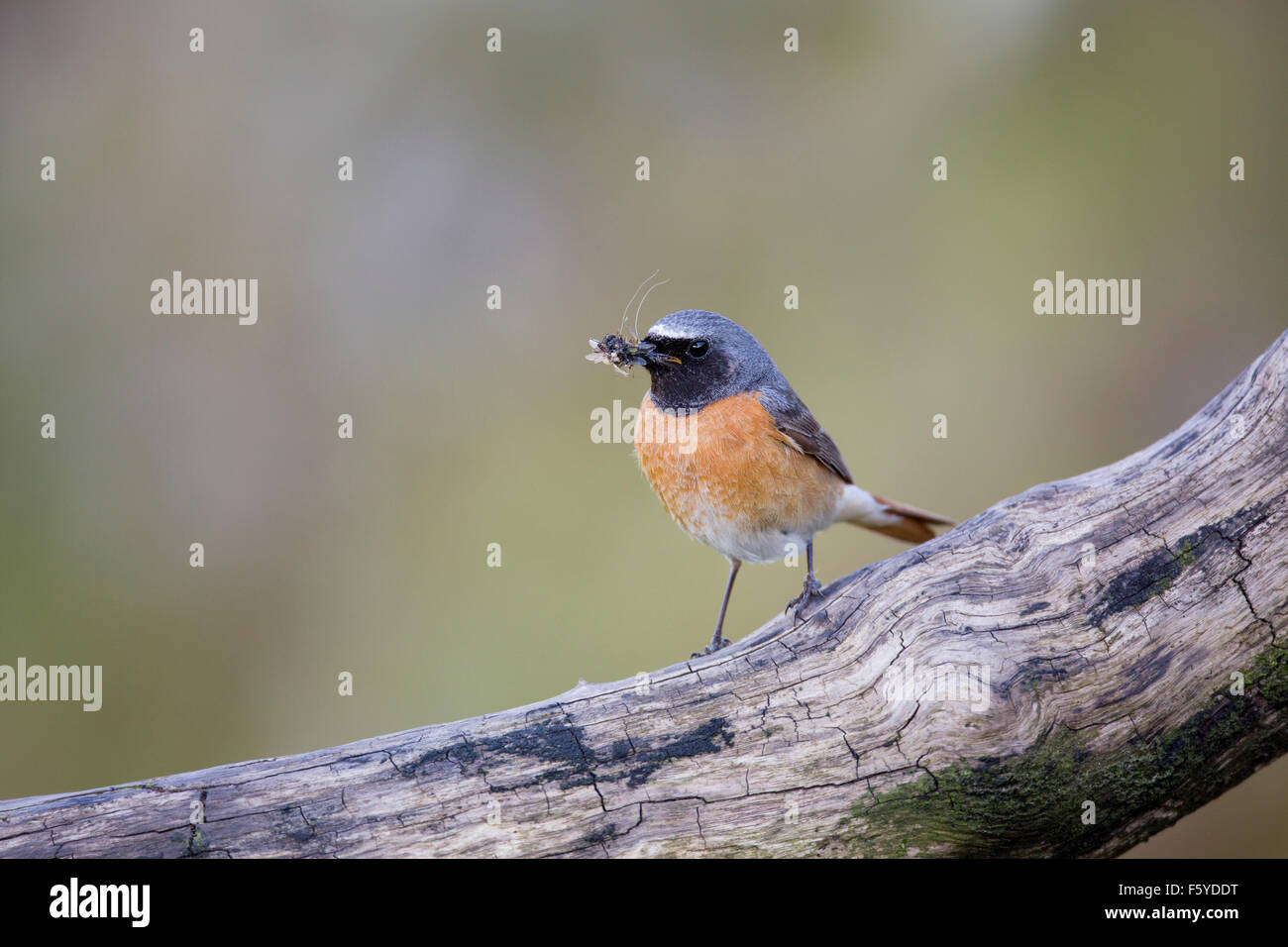 Male insects hi-res stock photography and images - Alamy