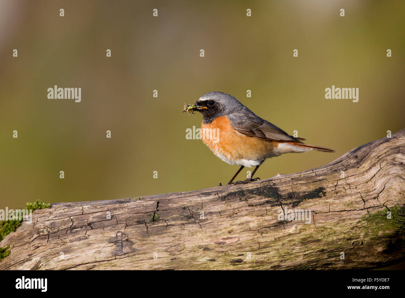 Insects hi-res stock photography and images - Alamy