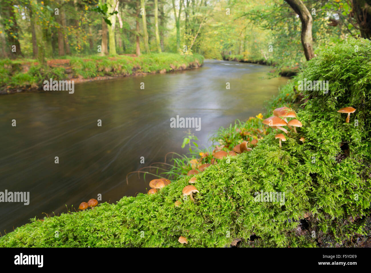 River Camel; Shell Woods Bodmin; Cornwall; UK Stock Photo - Alamy