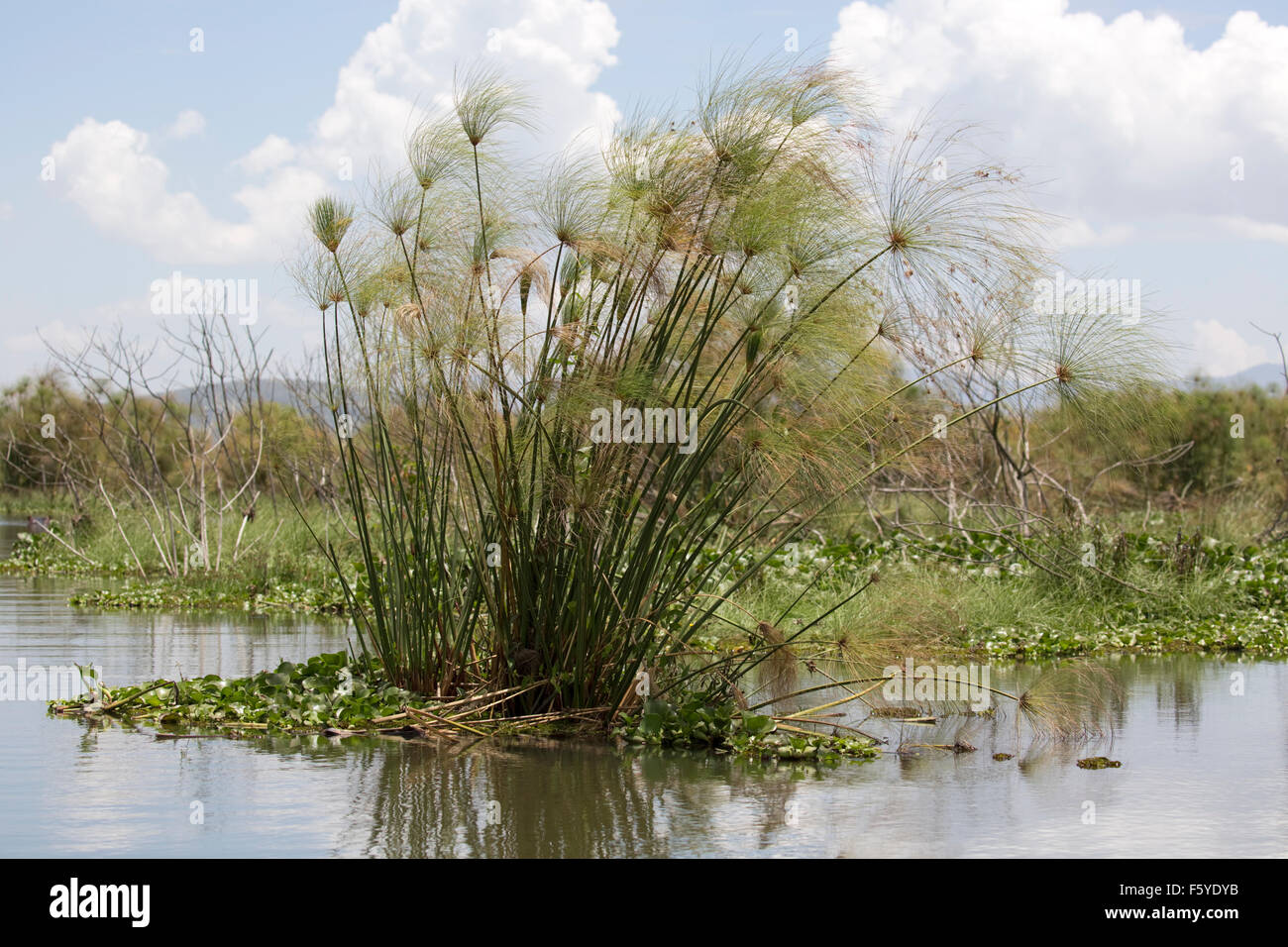 Cyperus papyrus hi-res stock photography and images - Alamy