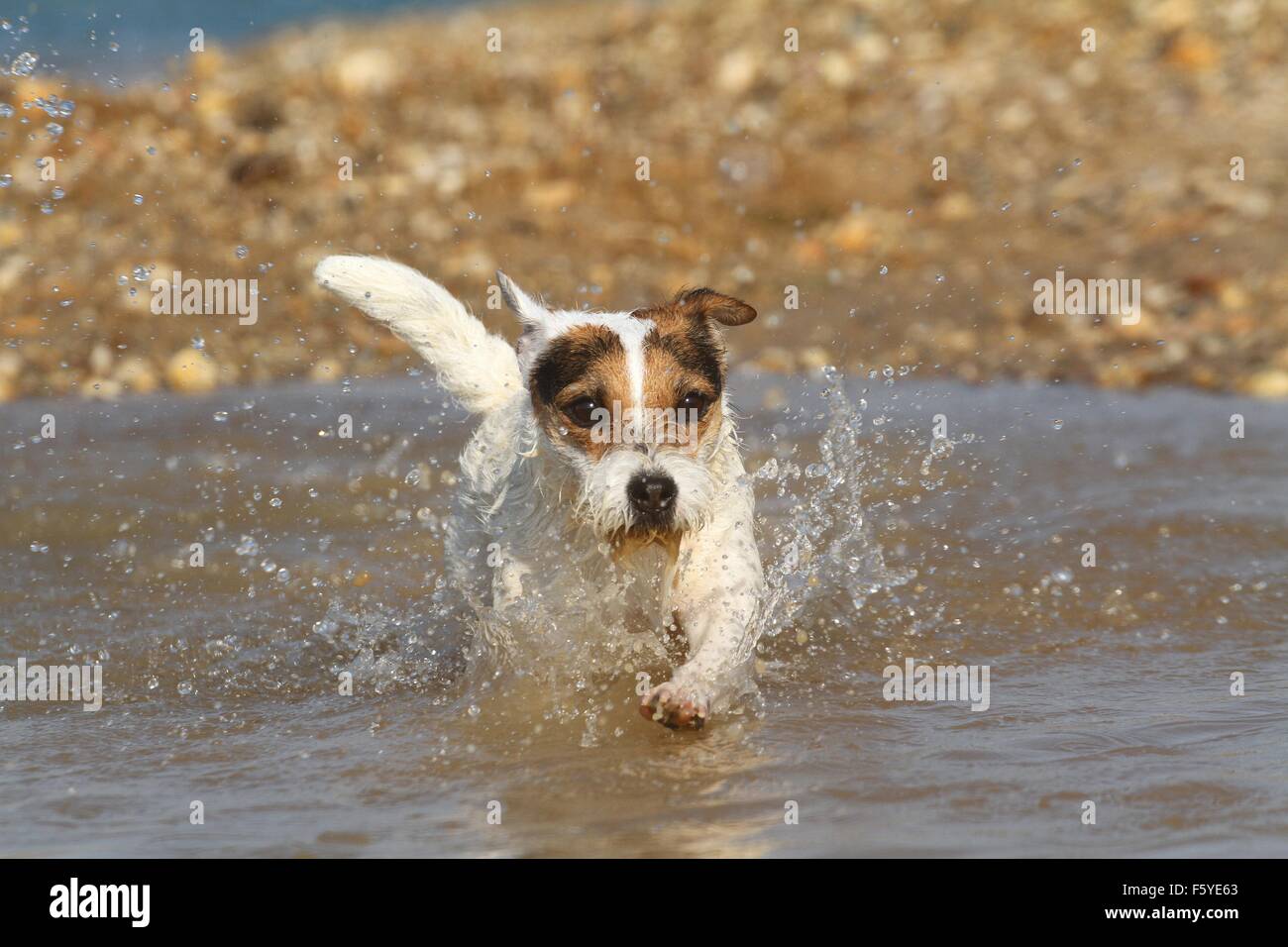 running Parson Russell Terrier Stock Photo - Alamy
