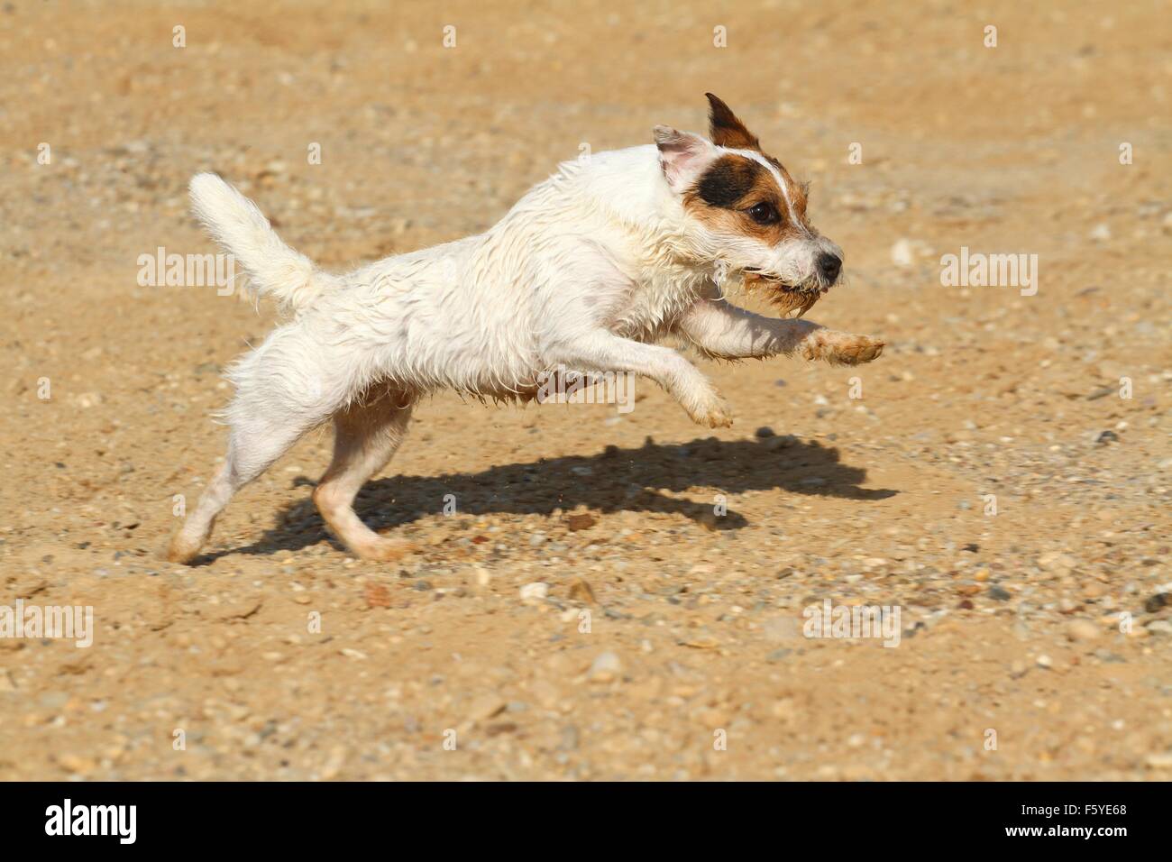 running Parson Russell Terrier Stock Photo - Alamy