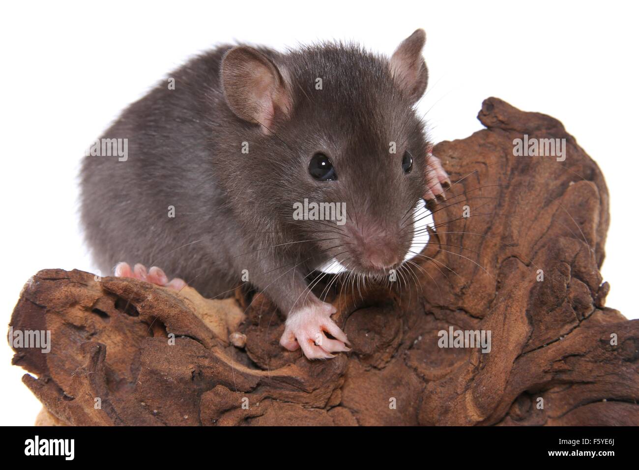 Root rat hi-res stock photography and images - Alamy