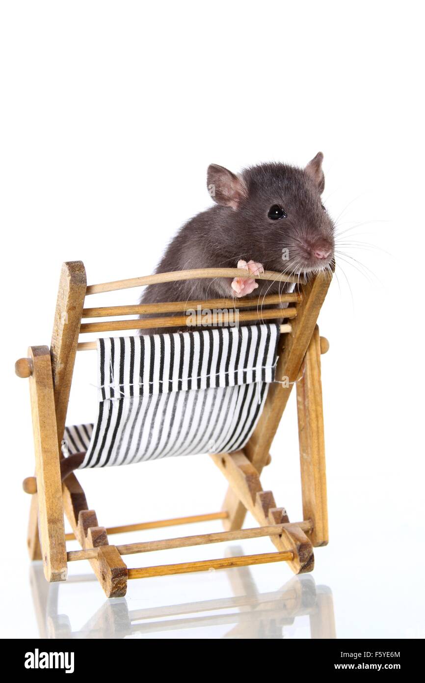 fancy rat on deckchair Stock Photo - Alamy