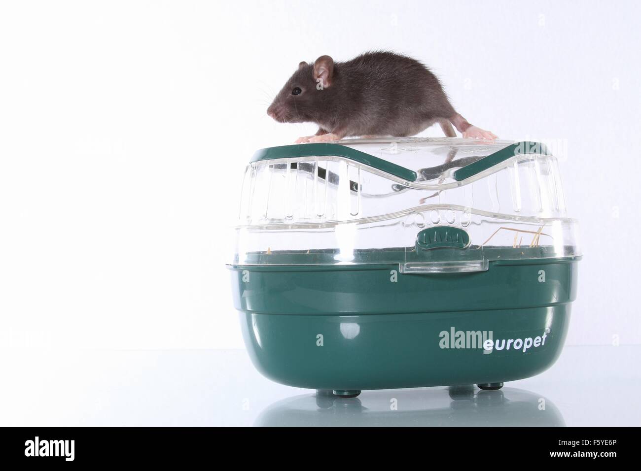 Fancy box hi-res stock photography and images - Alamy