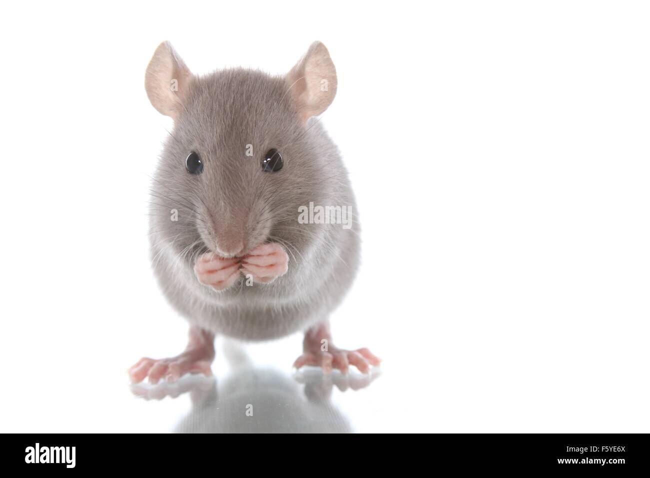 Cute fancy hi-res stock photography and images - Alamy