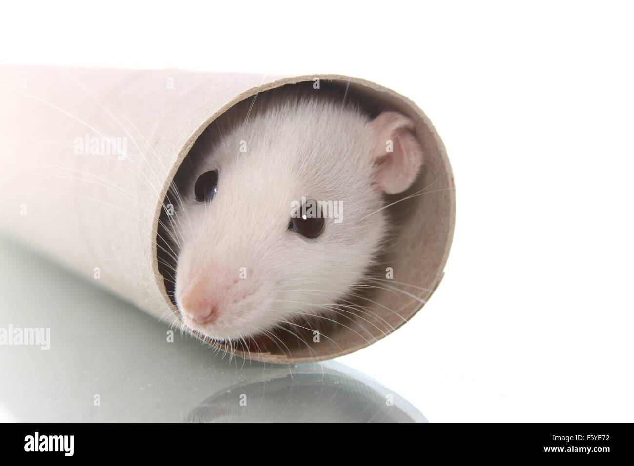 Roll animal hi-res stock photography and images - Alamy