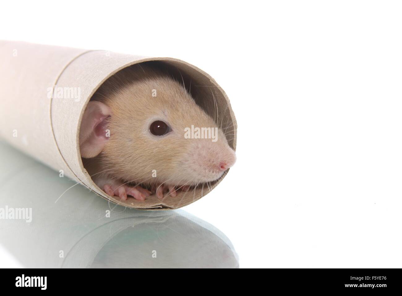 fancy rat in cardboard roll Stock Photo - Alamy