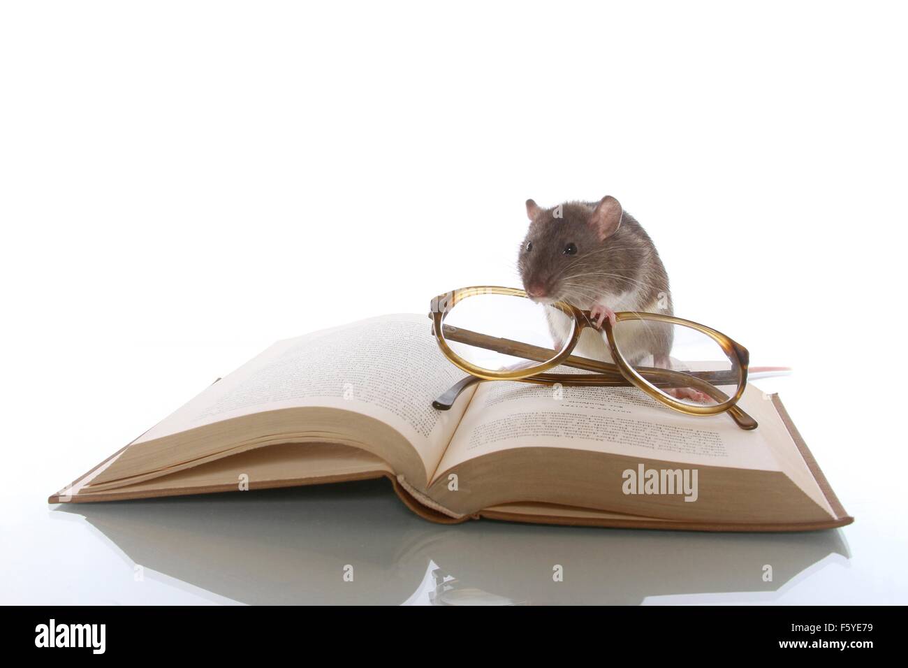 Avid reader hi-res stock photography and images - Alamy